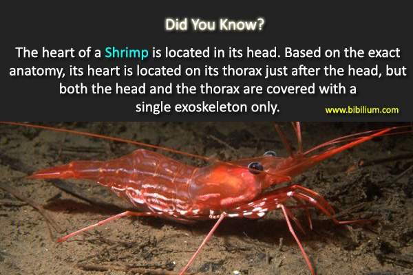 7 Mind-Blowing Facts About Animals